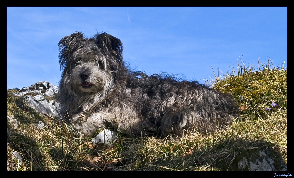 Repos après une bonne rando photo et image | animaux, animaux ...