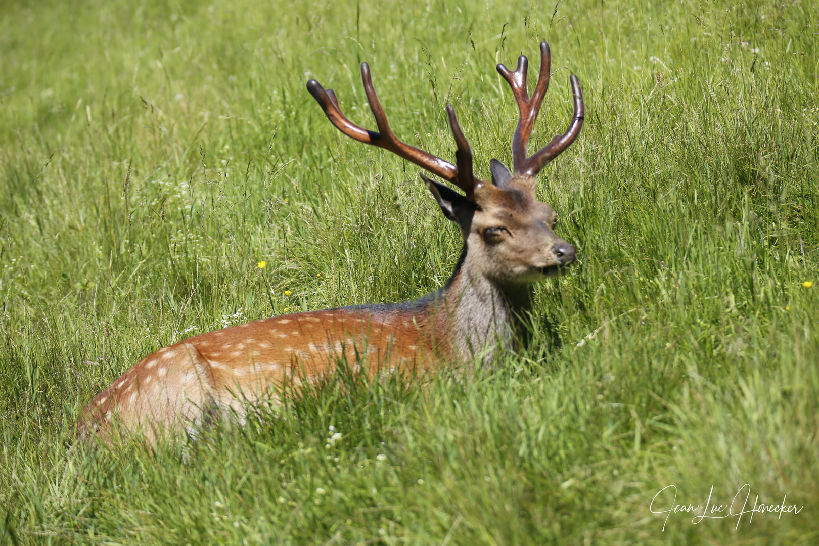 Repos photo et image | animaux, animaux sauvages, cervidés sauvages ...