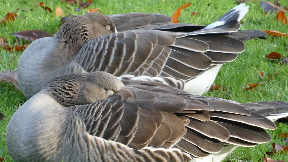 Repos en couple photo et image | animaux, animaux sauvages, nature ...