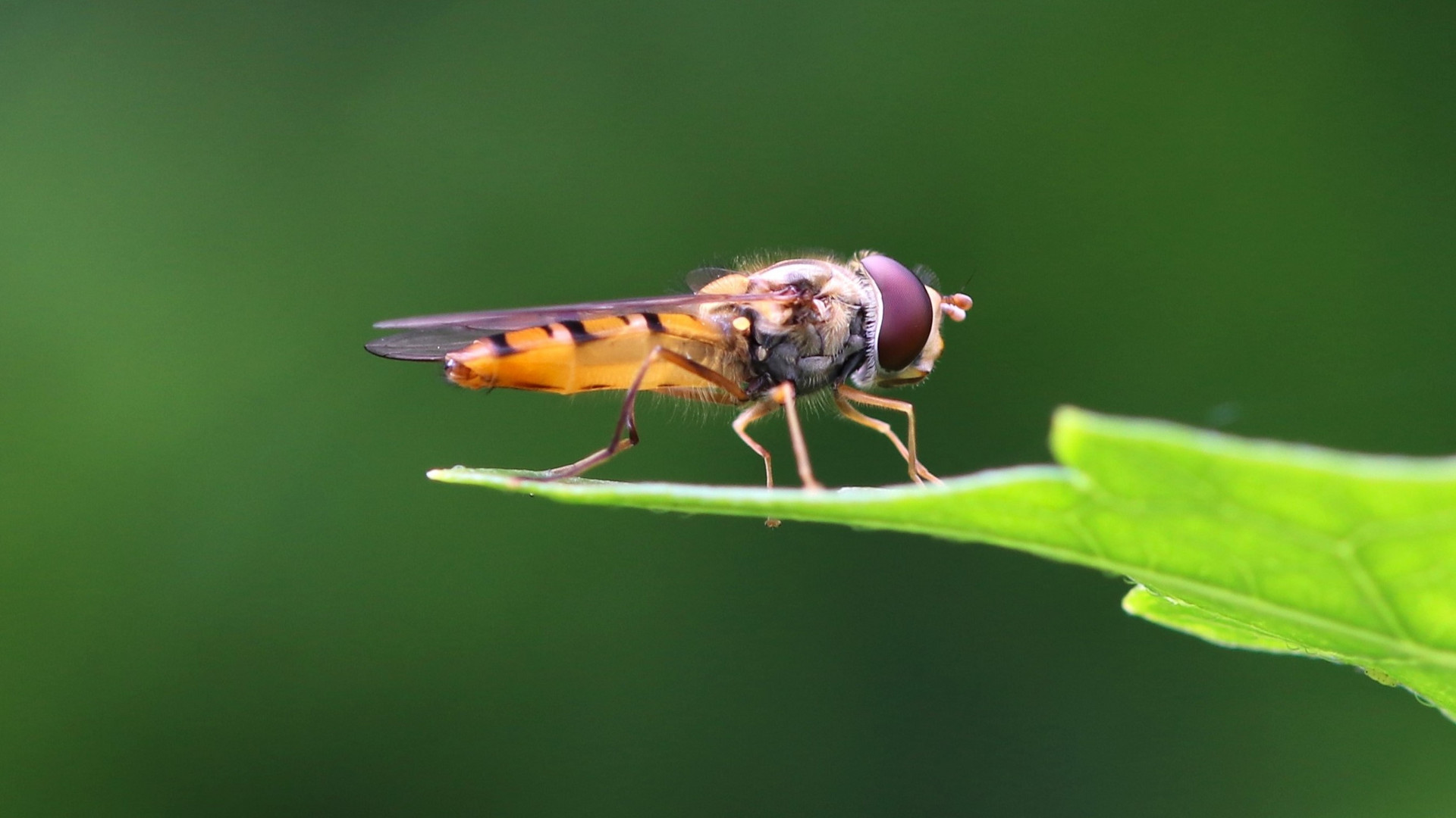 Repos photo et image | animaux, macro nature, macro insectes Images ...
