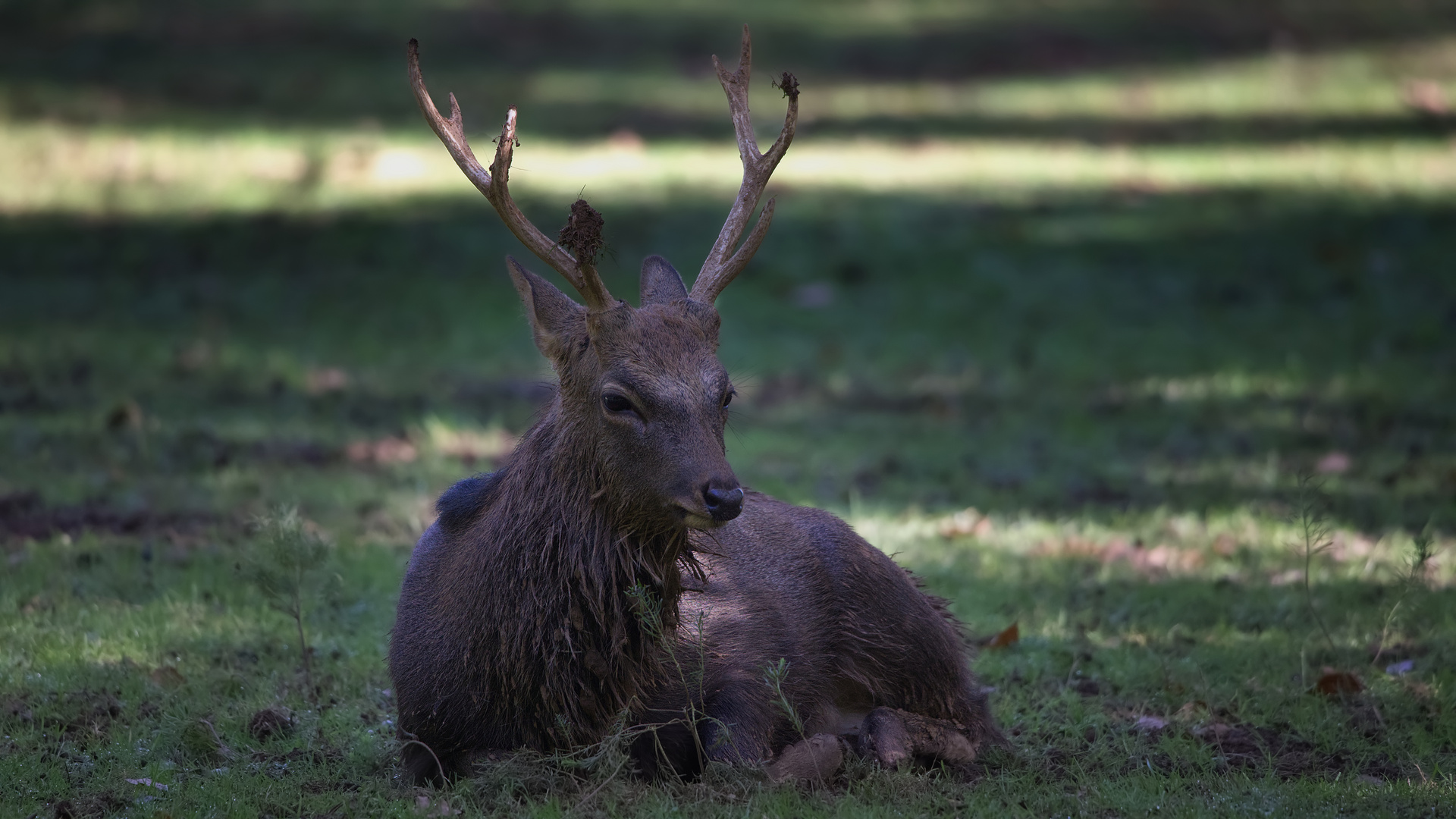 Repos mérité photo et image | animaux, animaux sauvages, cervidés ...
