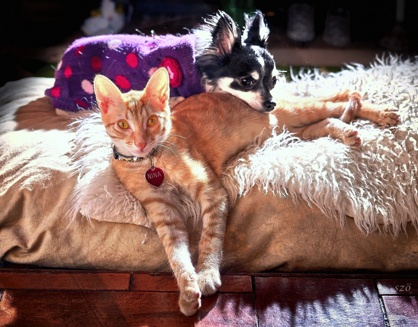 Reposo Imagen & Foto | animales, animales domésticos, dog Fotos de ...