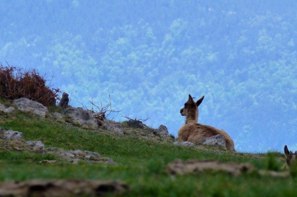 reposo Imagen & Foto | animales, animales salvajes, naturaleza Fotos de ...