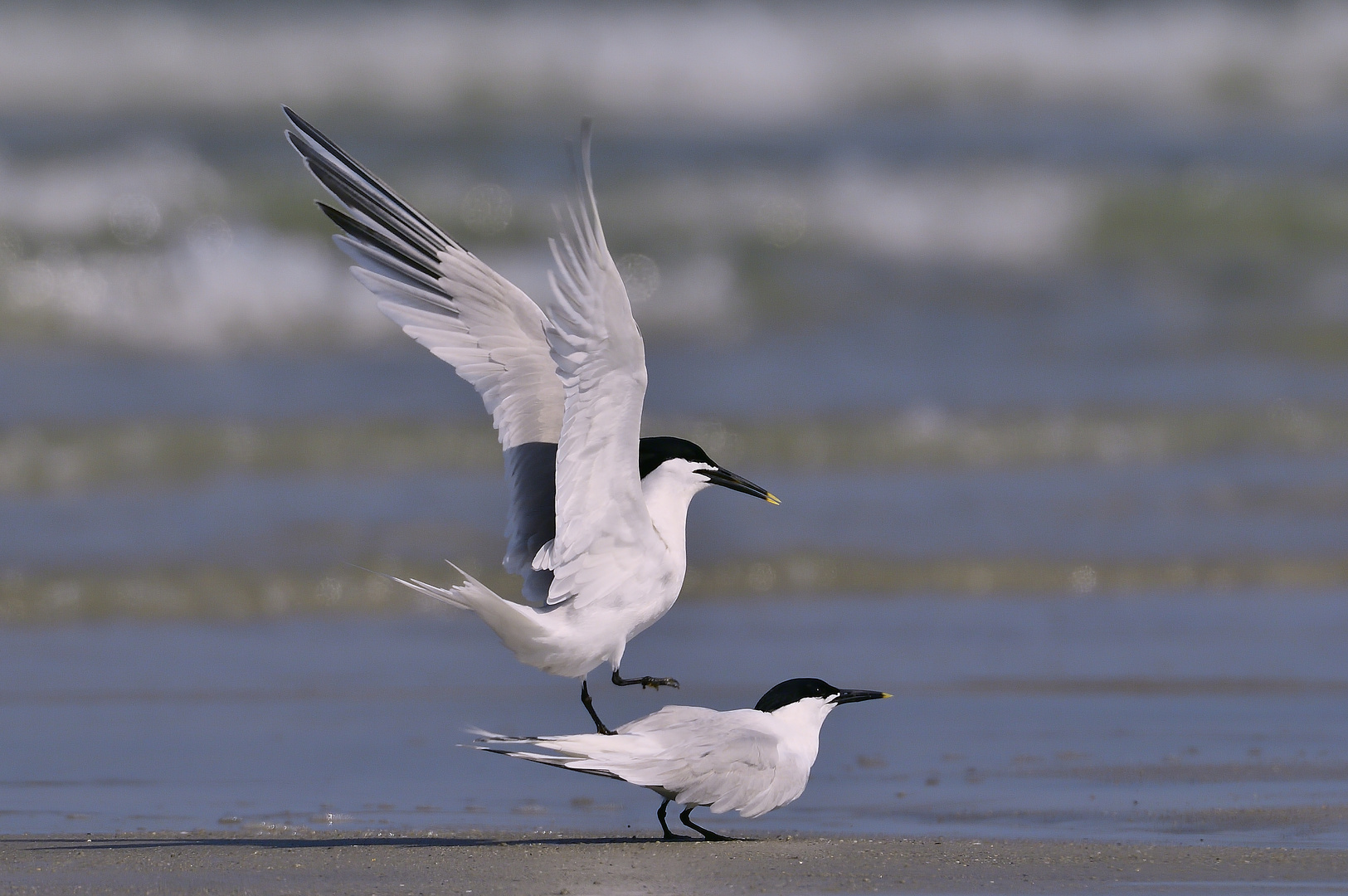 Reproduktion Foto & Bild | tiere, wildlife, wild lebende vögel Bilder ...