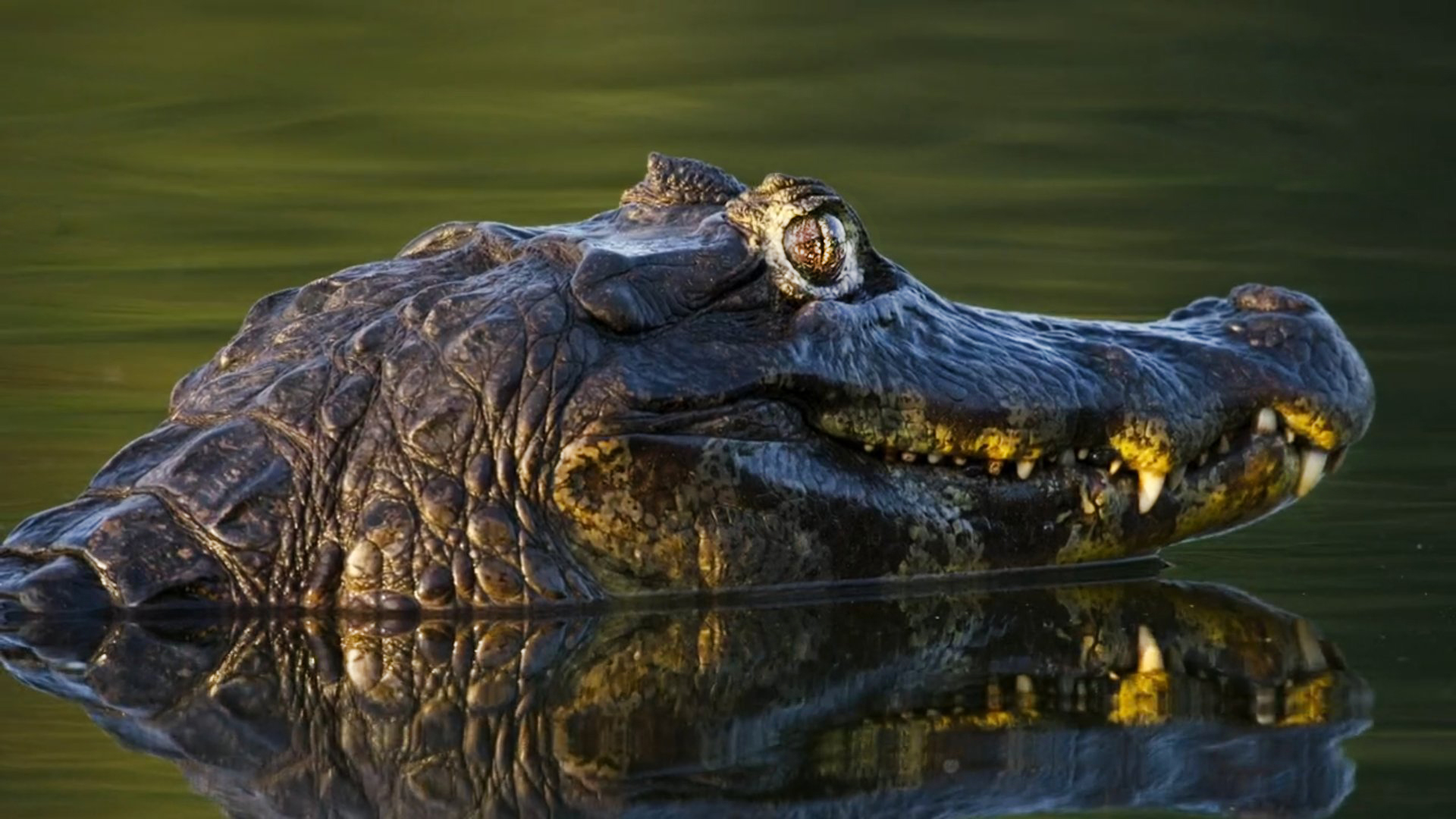 Reptil Foto & Bild | tiere, wildlife, tierdetails Bilder auf fotocommunity
