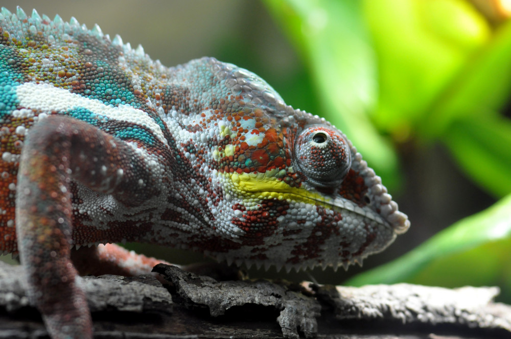 Reptil im Wandsbeker-Quaree in Hamburg Foto & Bild | tiere, zoo ...