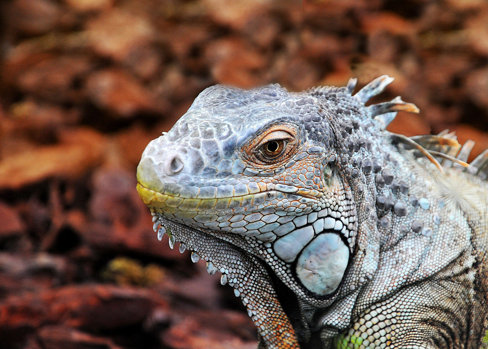 Reptilius Texaurus Foto & Bild | archiv - kritik am bild, kritik am ...