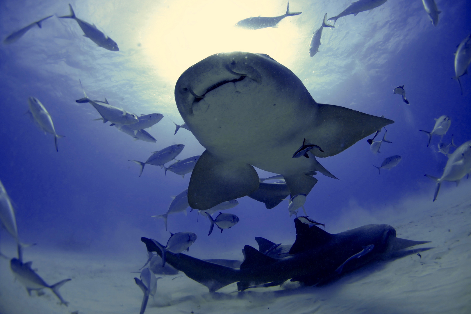 Requins nourrices photo et image | images sous-marines, plongées ...