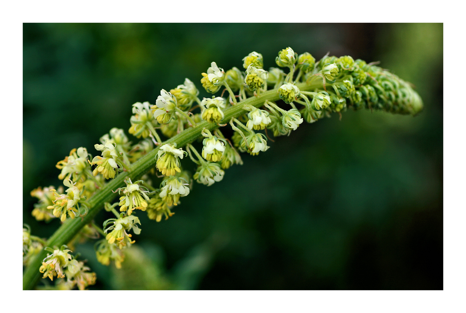Reseda Foto & Bild | pflanzen, pilze & flechten, blüten ...