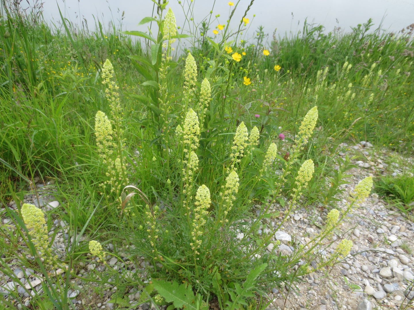 Reseda Foto & Bild | pflanzen, pilze & flechten, blüten ...