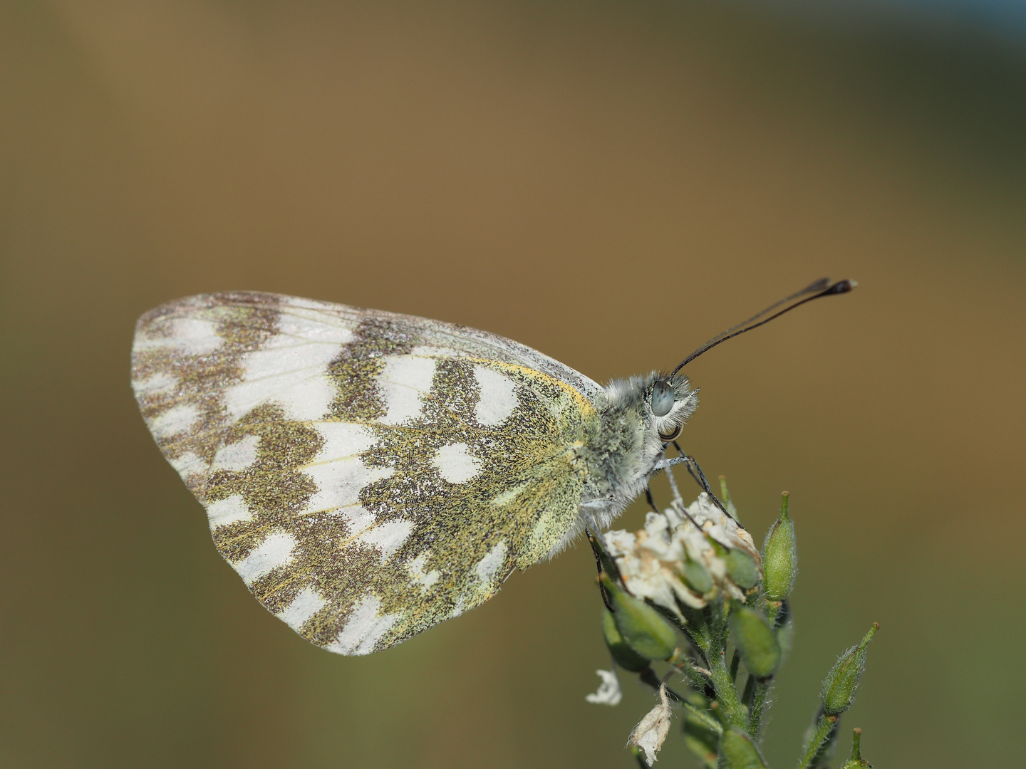 Reseda - Falter Foto & Bild | makro, natur, tiere Bilder auf fotocommunity