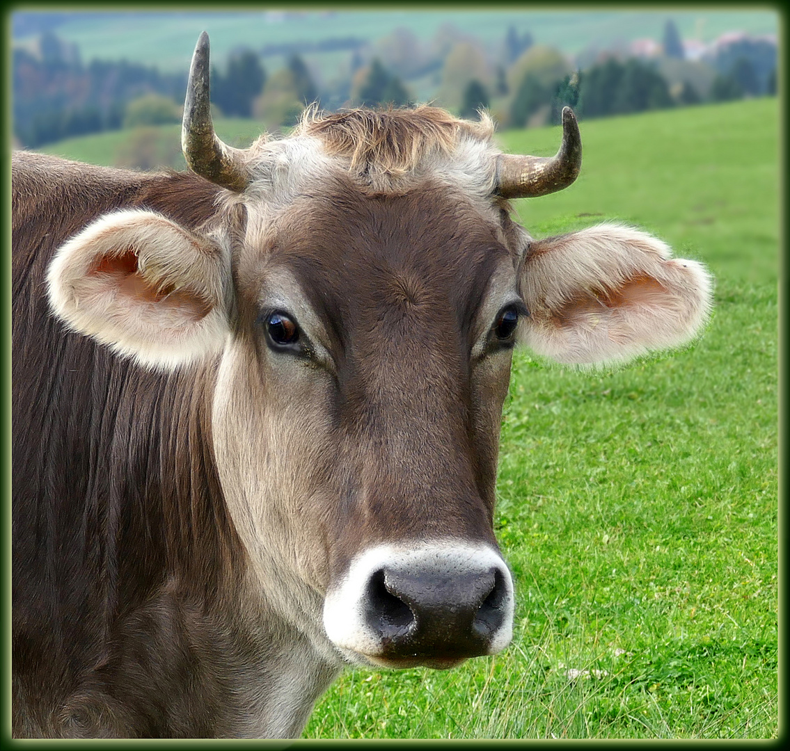Resi Foto & Bild | tiere, haustiere, nutztiere Bilder auf fotocommunity