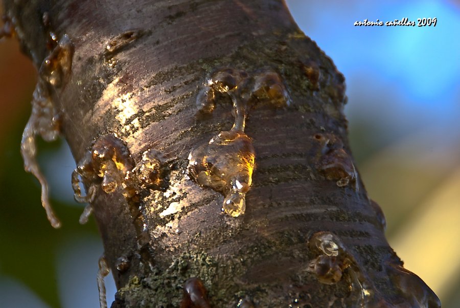 Resina (3) Imagen & Foto | plantas, Árboles, mis flores Fotos de ...