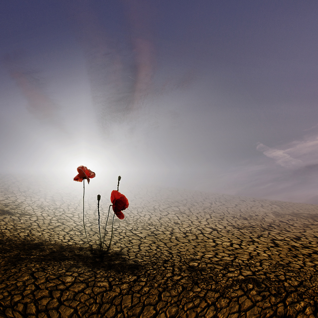 "resistent" Foto & Bild | fotomontage, zeitschriften, magazine, digiart ...