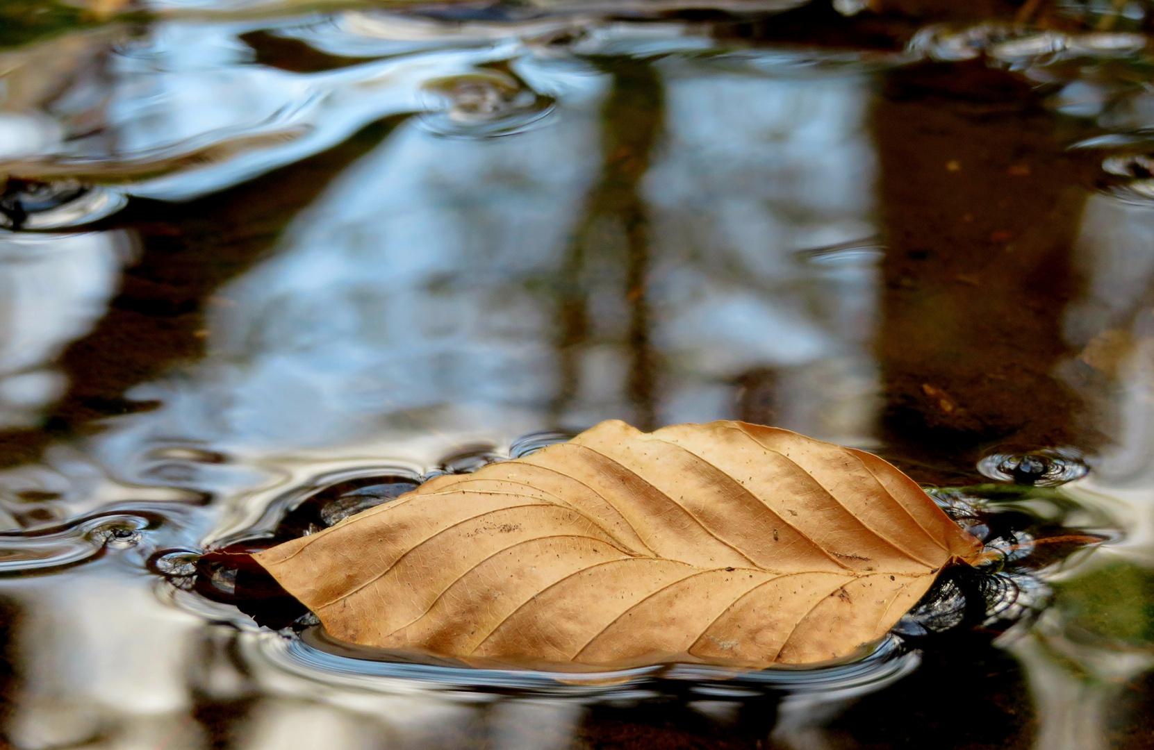 Reste ... Foto & Bild | pflanzen, pilze & flechten, landschaft, bäume ...
