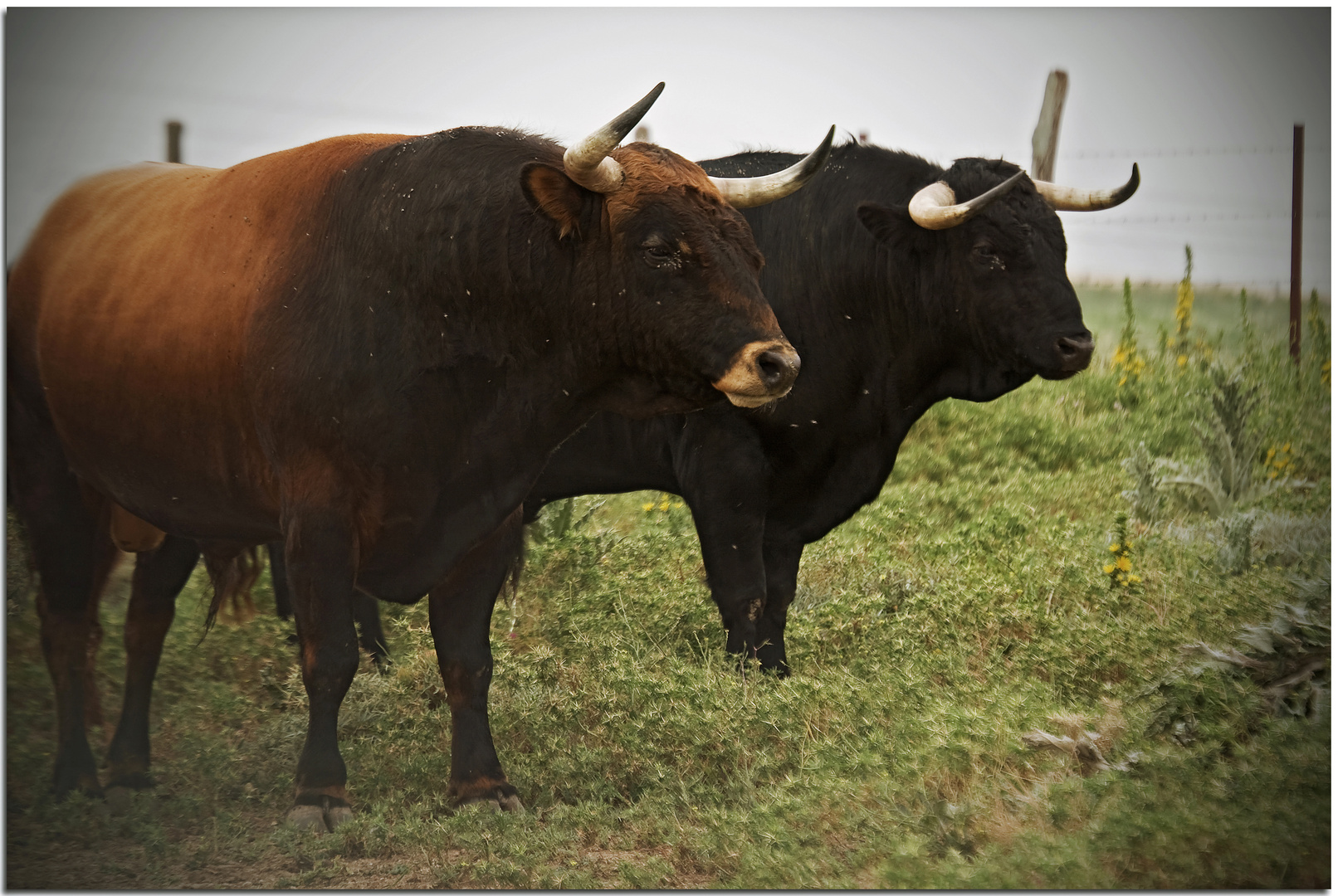Retinto y negro zaino Imagen & Foto | animales, animales en cautividad ...