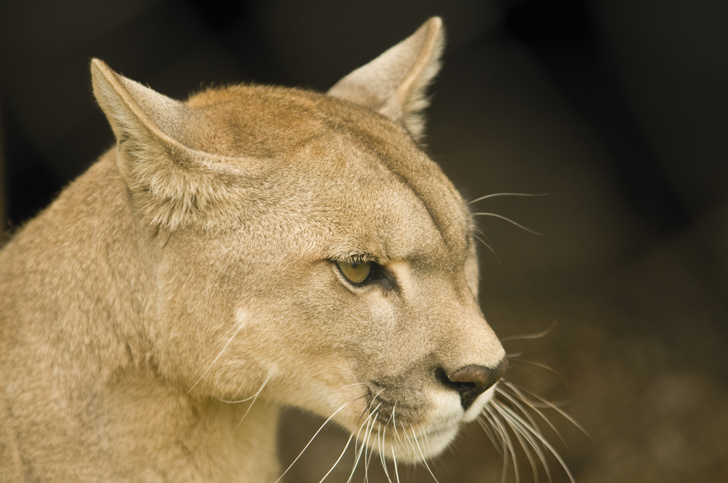 retrato de puma chileno Imagen & Foto | animales, animales salvajes ...