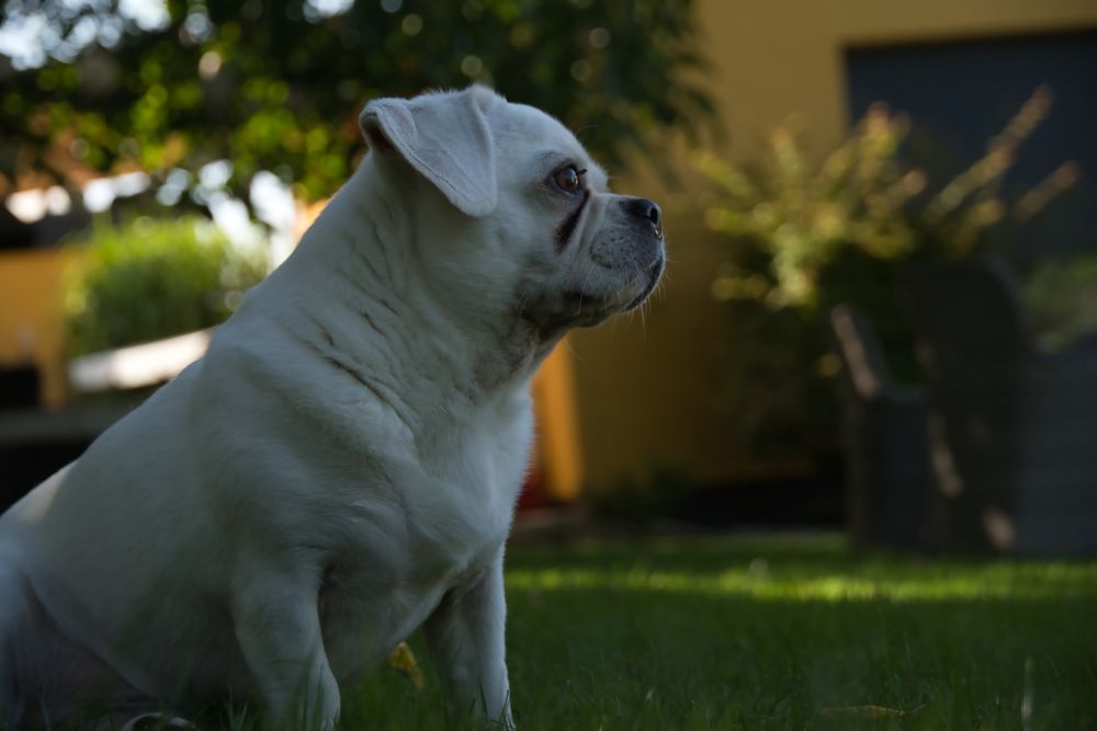 Retro Mops Foto & Bild | tiere, haustiere, hunde Bilder auf fotocommunity