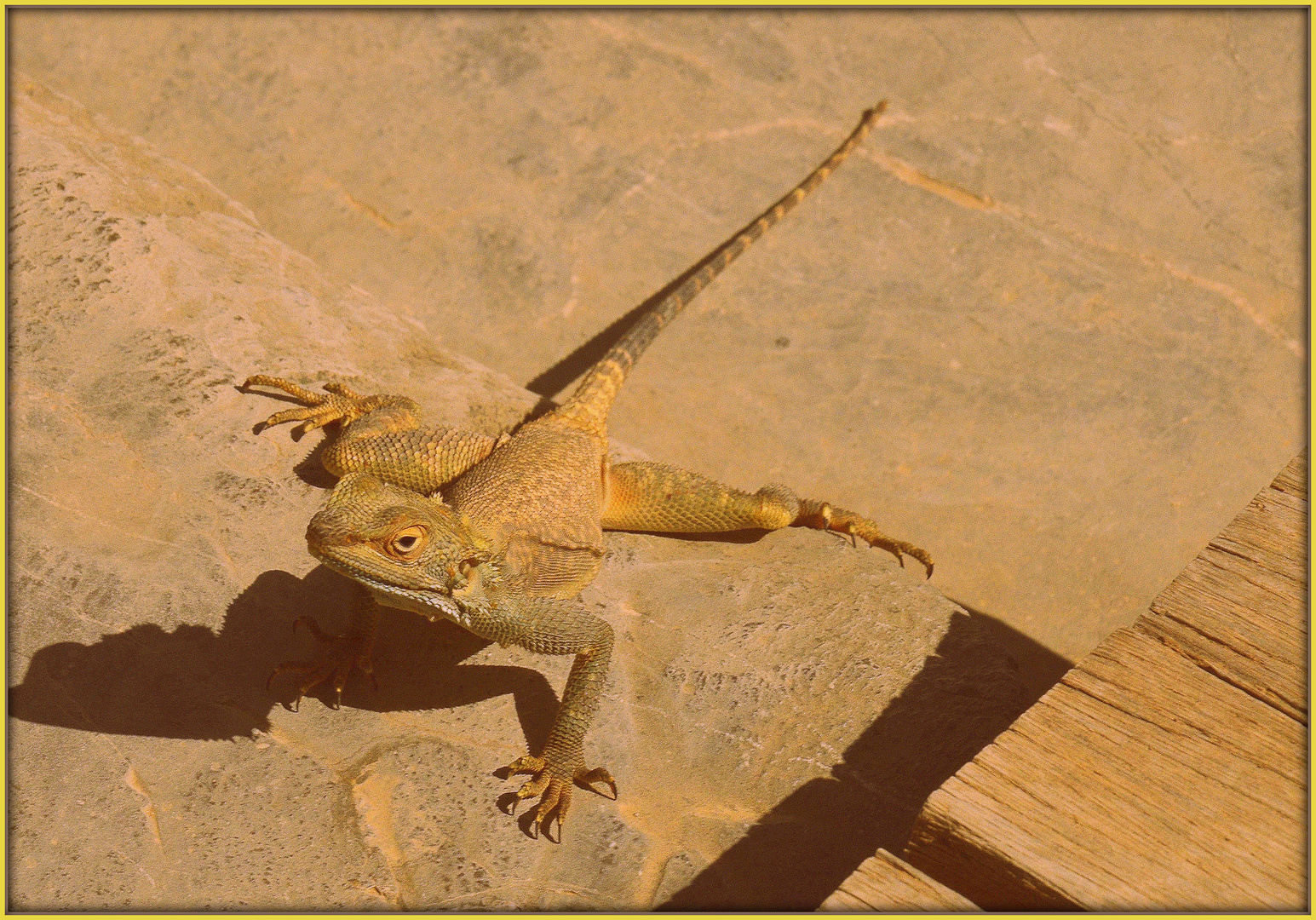 RETTILE Foto % Immagini| animali, rettili e anfibi, natura Foto su ...