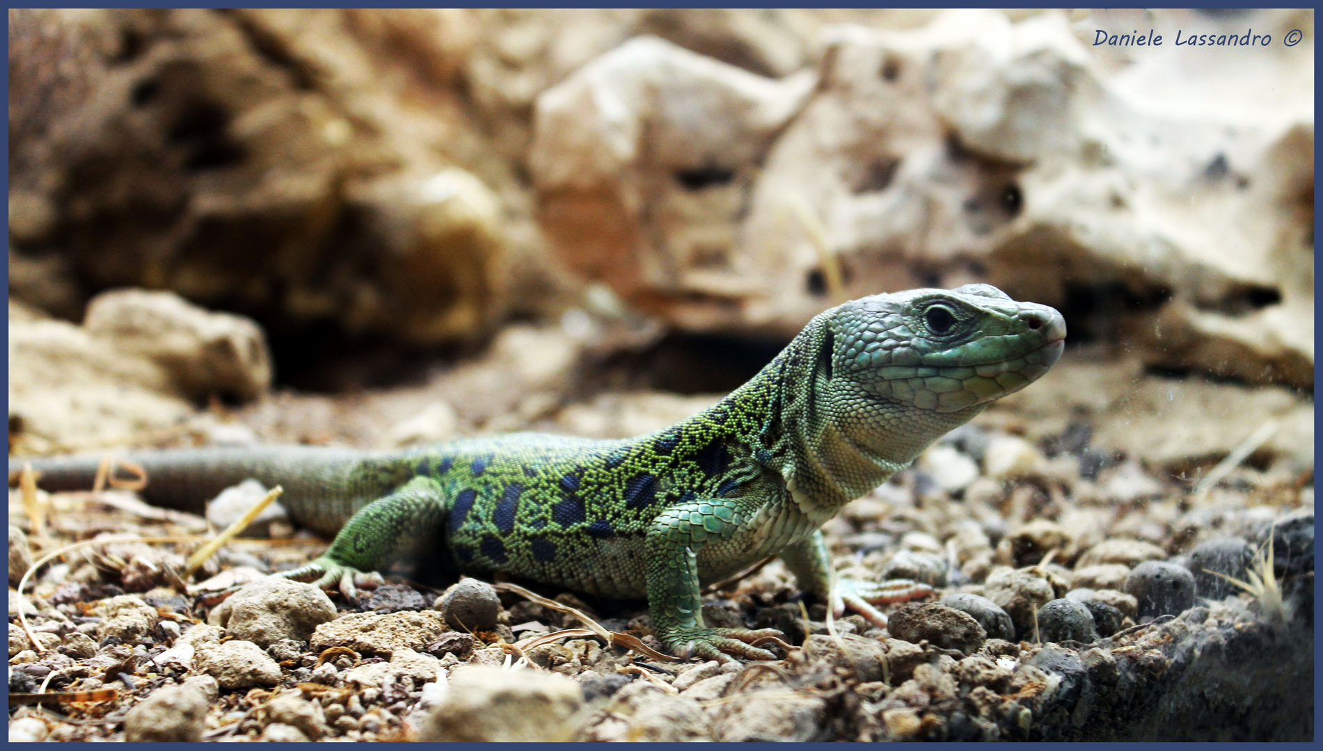 Rettile - Oasi di S.Alessio Foto % Immagini| animali, rettili e anfibi ...