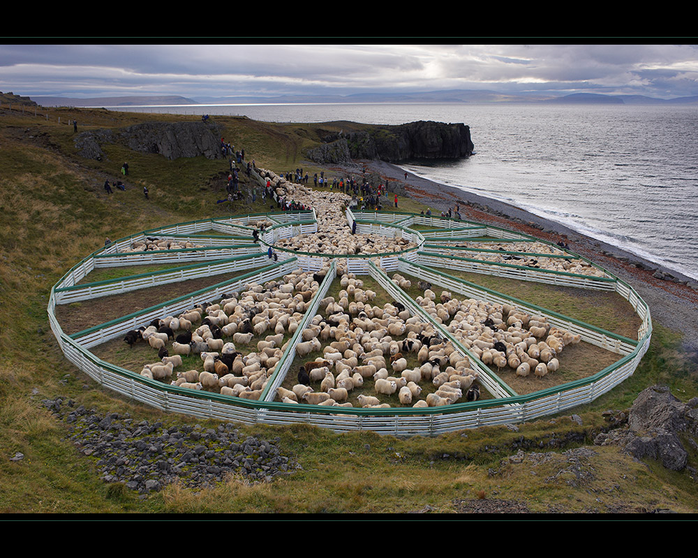 Réttir rendezvous - sheep round up Foto & Bild | europe, scandinavia ...