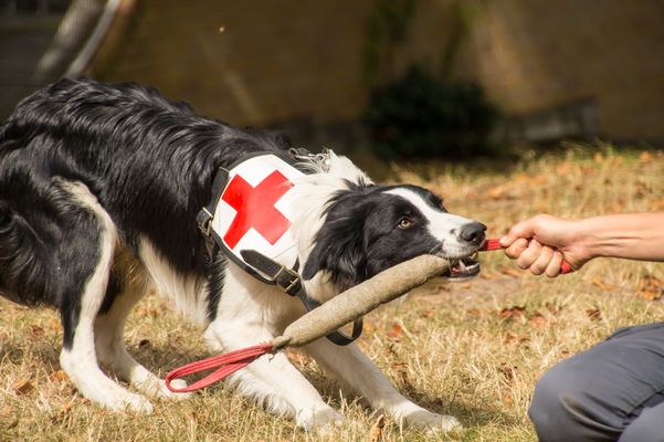 Rettungshunde Bilder & Fotos