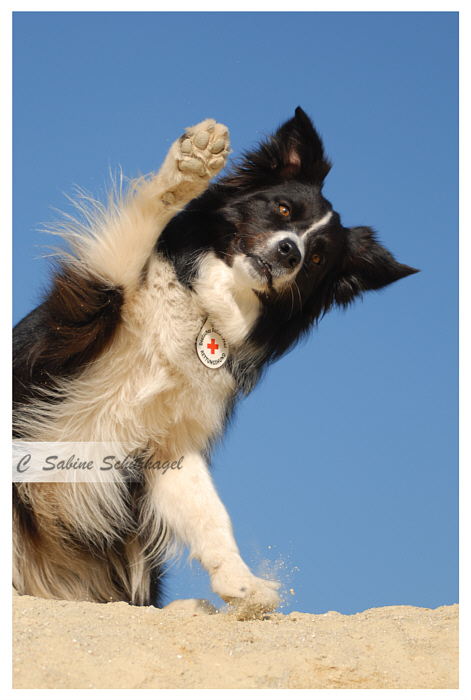 Rettungshund Foto & Bild | tiere, haustiere, hunde Bilder auf fotocommunity