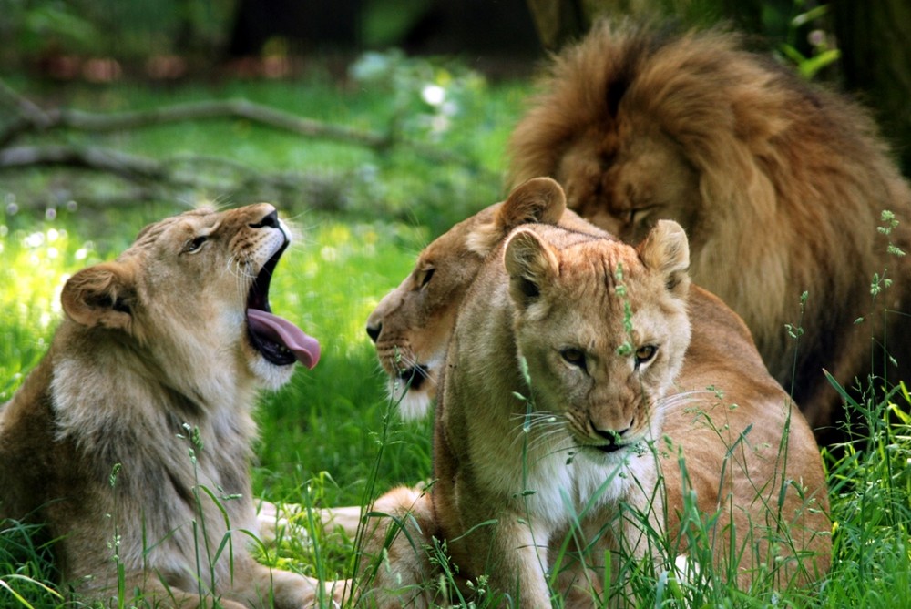 Réunion de famille photo et image | animaux, animaux sauvages, bovidés ...