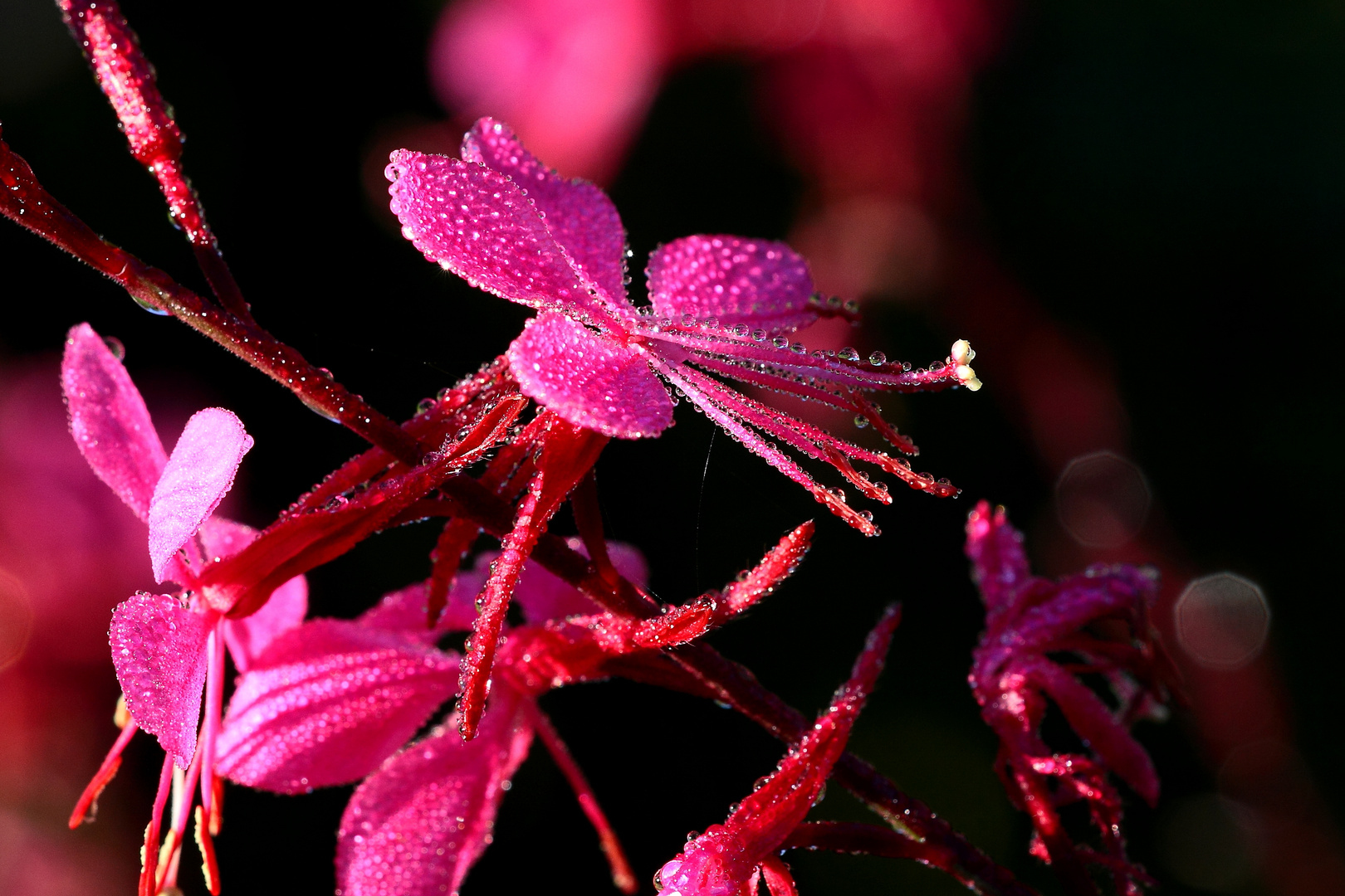 reve d'un trefle a 4 feuilles photo et image | macro nature, macro ...