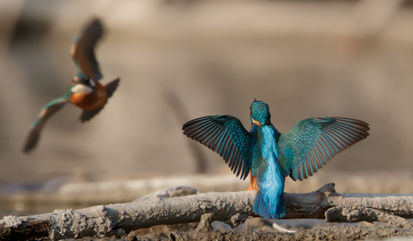 Revier Foto & Bild | tiere, wildlife, wild lebende vögel Bilder auf ...