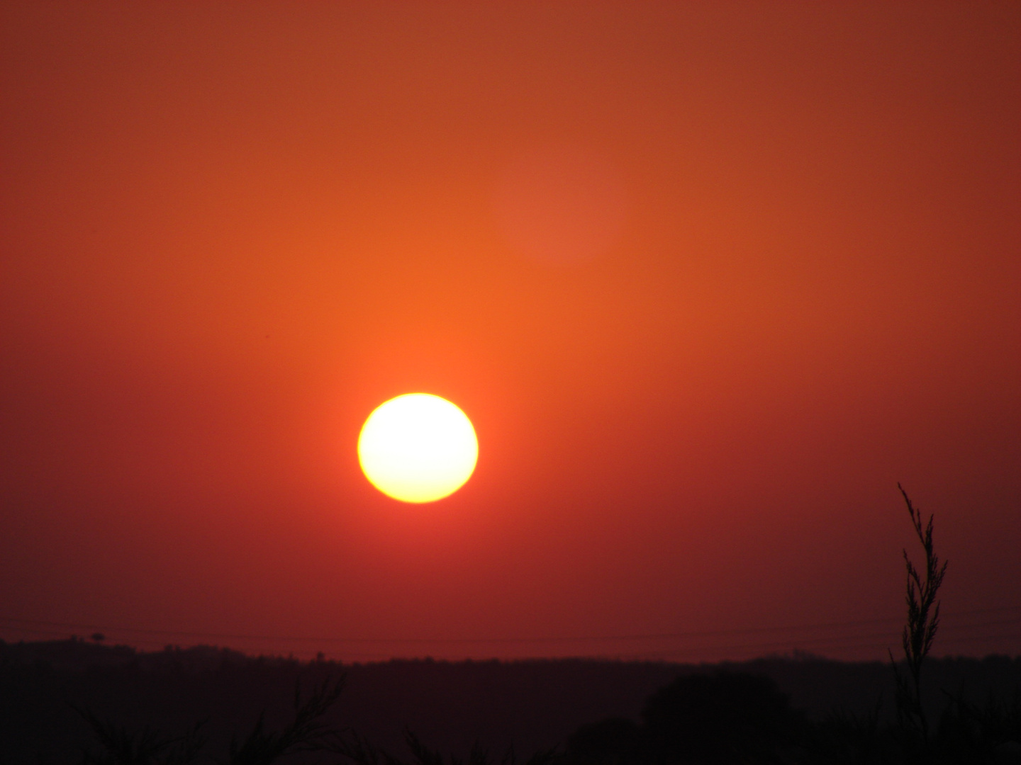 Rey Sol Imagen & Foto | animales, naturaleza Fotos de fotocommunity