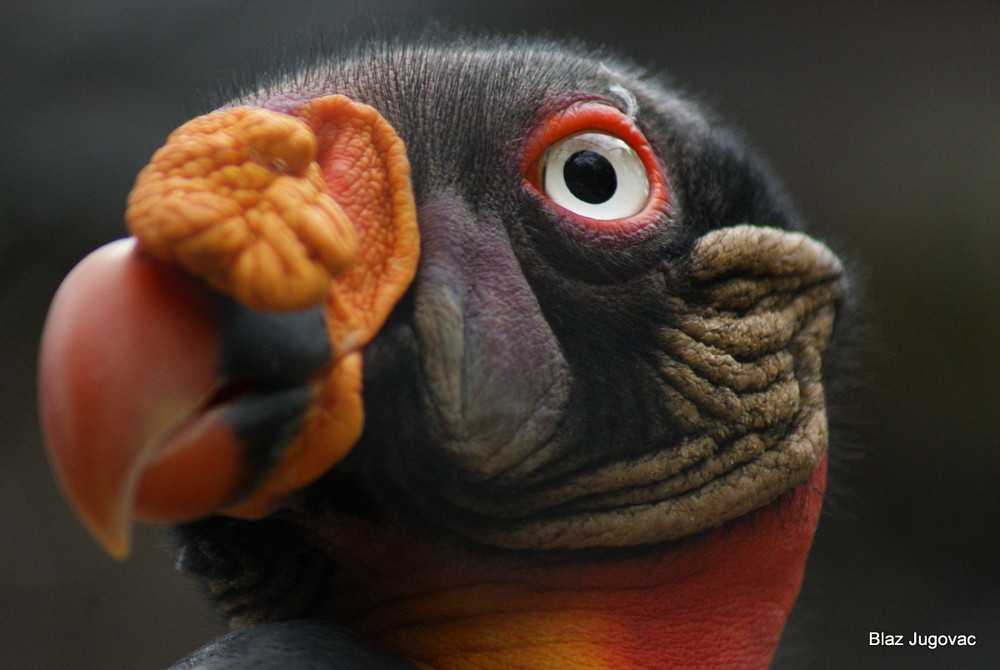 Rey Zamuro Imagen & Foto | animales, aves, naturaleza Fotos de ...