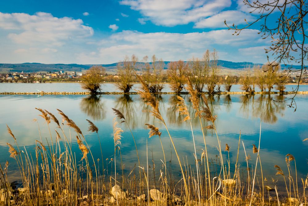 Rheinaue 06 Foto & Bild | bäume, winter, schilf Bilder auf fotocommunity