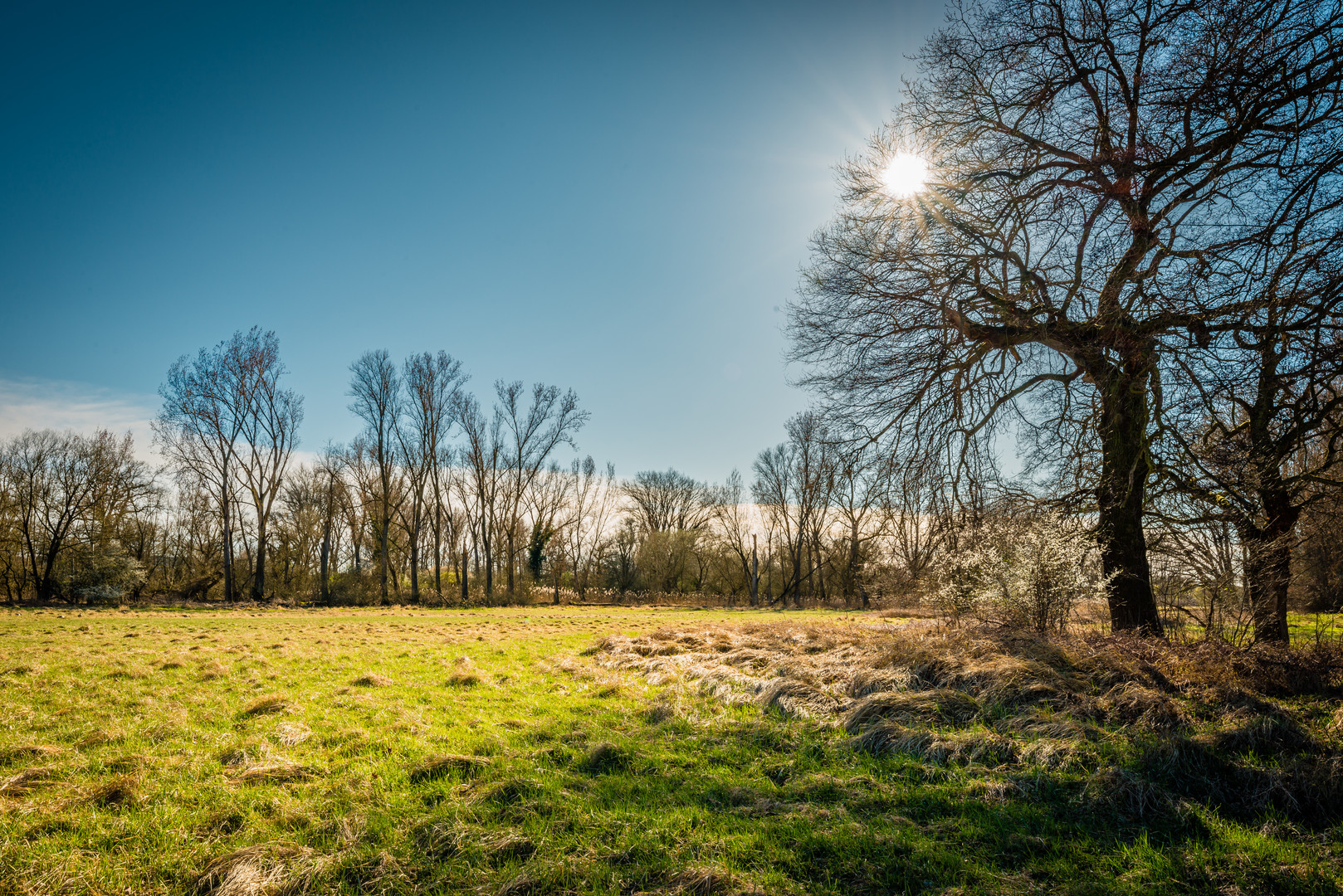 Rheinaue 15 Foto & Bild | bäume, nachmittag, mole Bilder auf fotocommunity