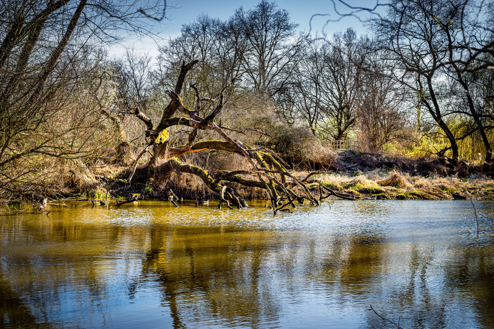 Rheinaue 51 Foto & Bild | bäume, totholz, nachmittag Bilder auf ...
