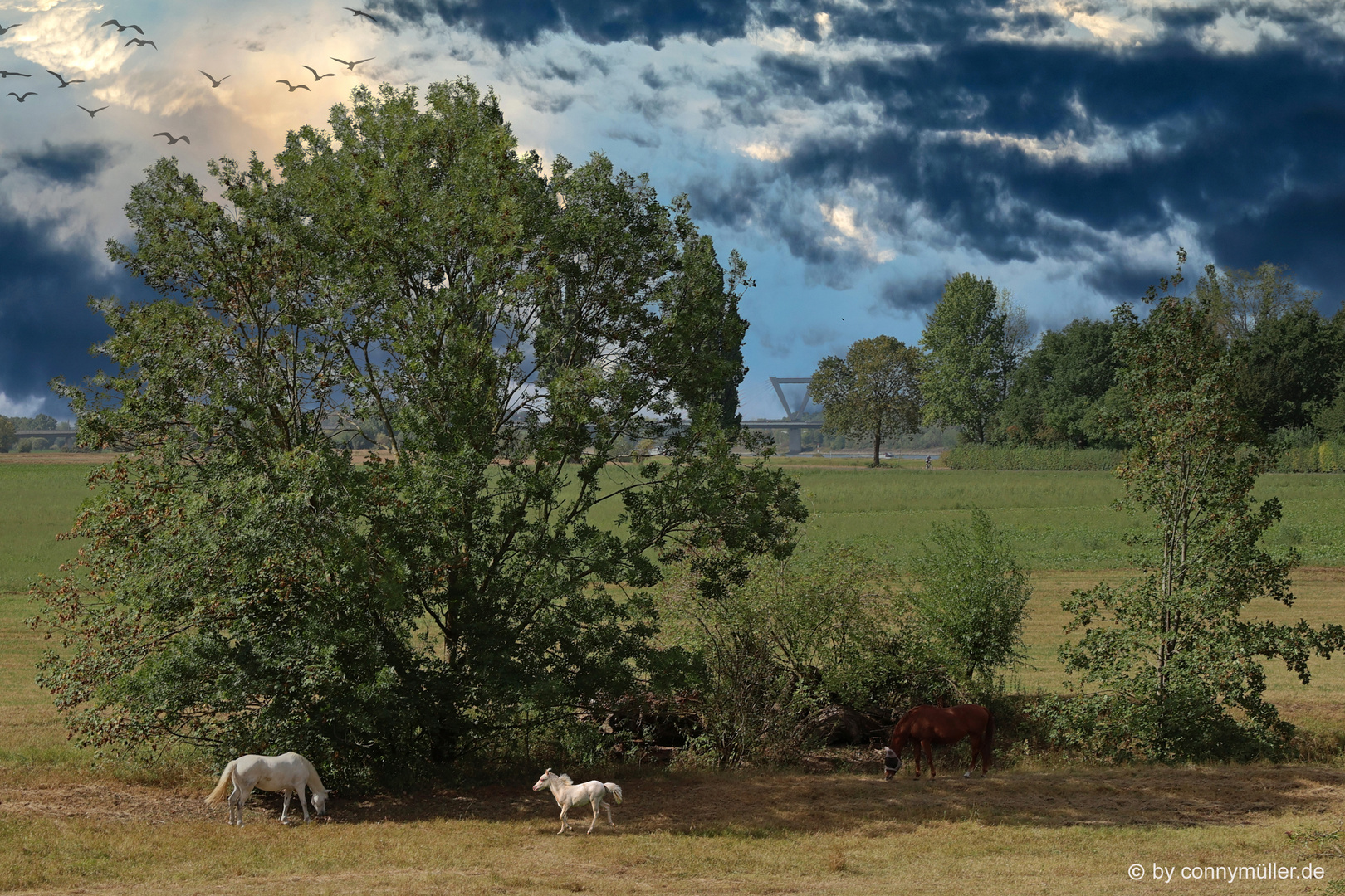Rheinaue Foto & Bild | pferde, niederrhein, rheinaue Bilder auf ...