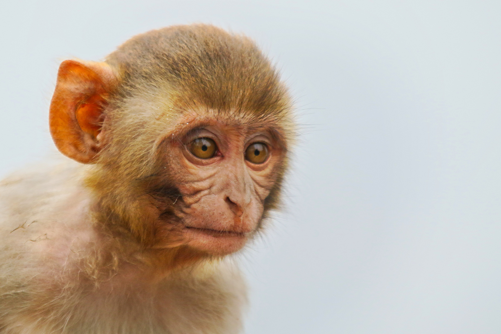 Rhesusäffchen: Noch grün hinter den Ohren... Foto & Bild | tiere ...