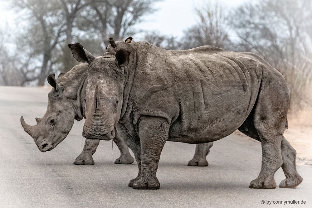 Rhino & Rhina Foto & Bild | world, natur, south africa Bilder auf ...