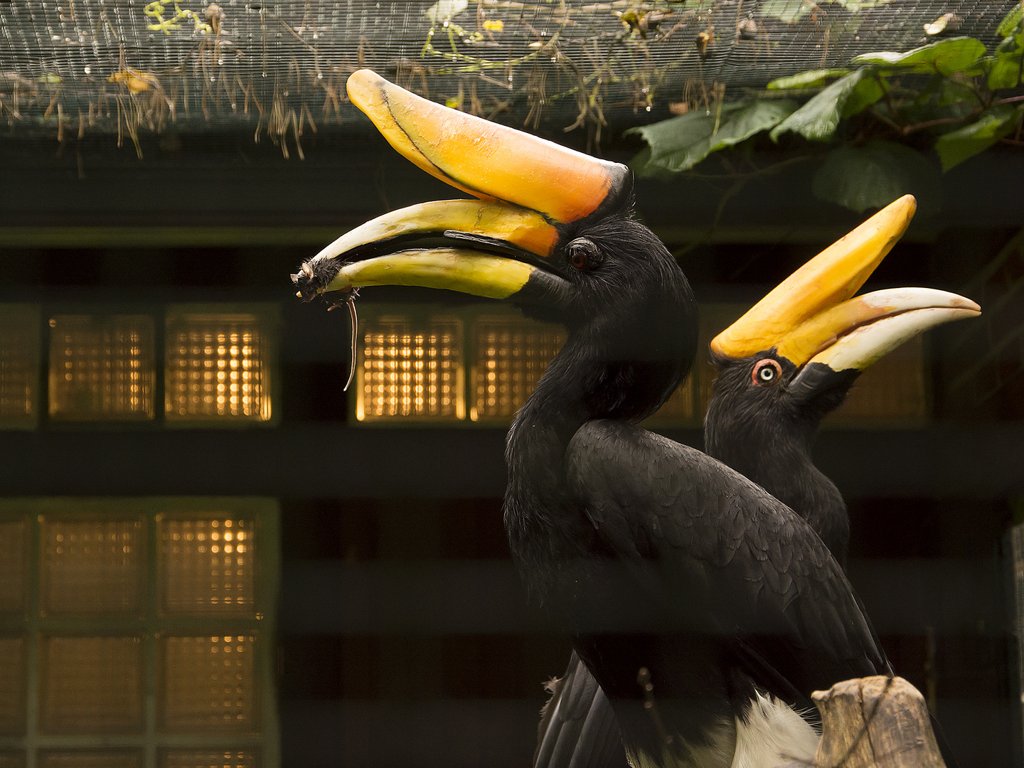 Rhinozeros-Hornvogel Foto & Bild | tiere, zoo, wildpark & falknerei ...