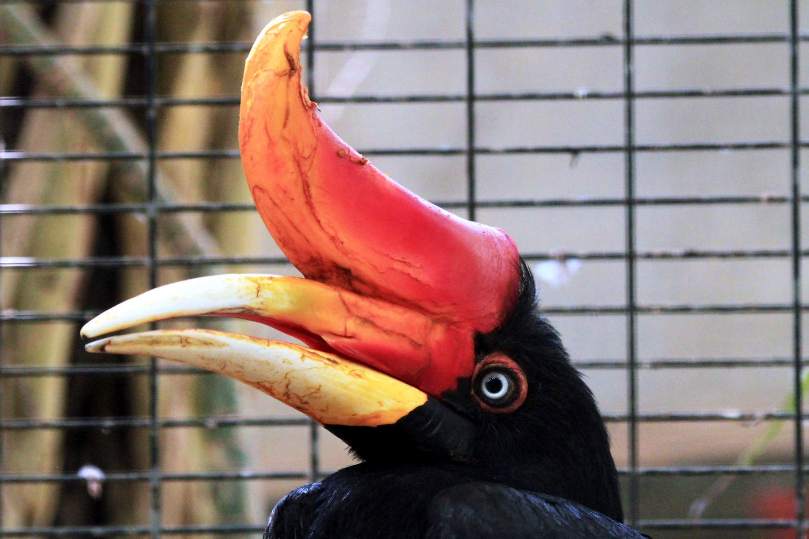 Rhinozeros Vogel Foto & Bild | fotos, natur, tiere Bilder auf fotocommunity