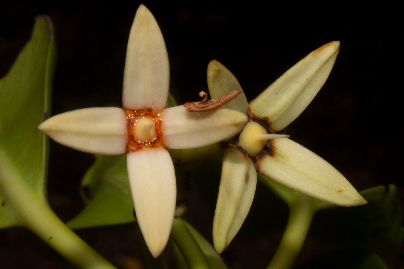 Rhizophora stylosa Foto & Bild | australia, flower, flowers Bilder auf ...