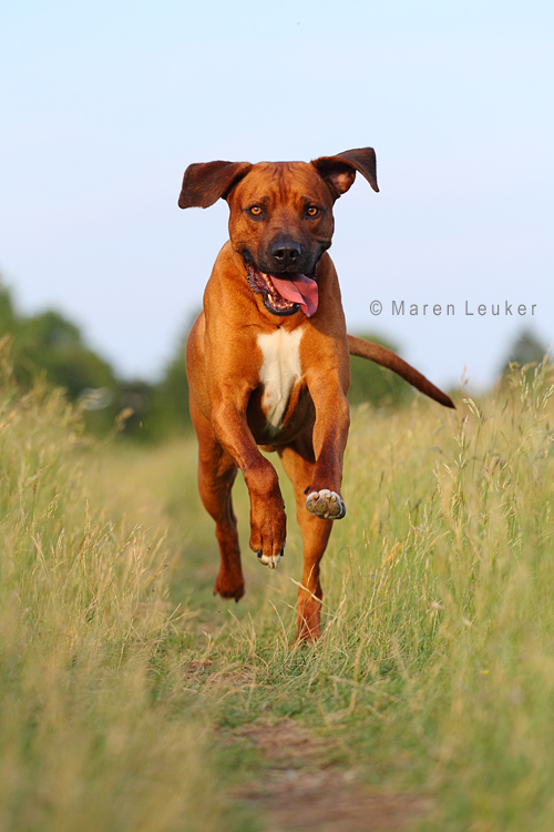 Rhodesian Ridgeback Foto & Bild | tiere, haustiere, hunde Bilder auf ...