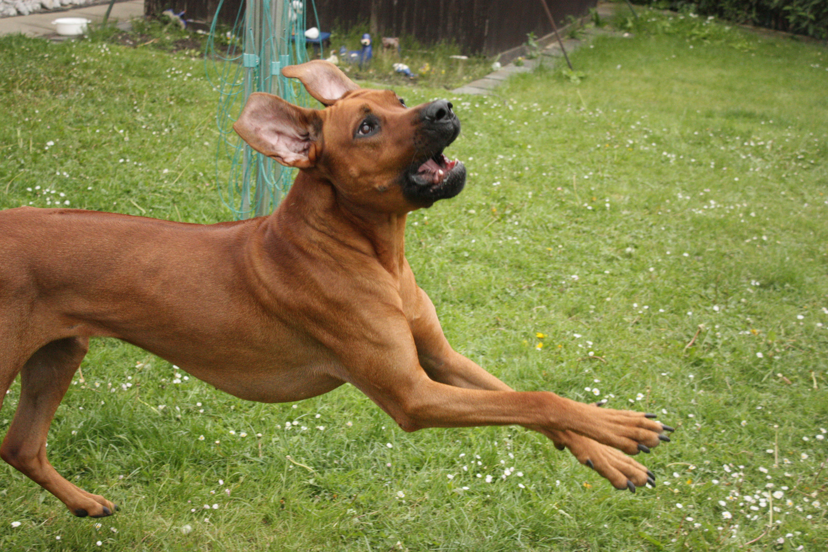 Rhodesian Ridgeback Foto & Bild | meine bilder Bilder auf fotocommunity