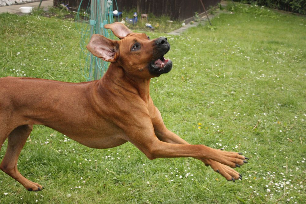 Rhodesian Ridgeback Foto & Bild | meine bilder Bilder auf fotocommunity