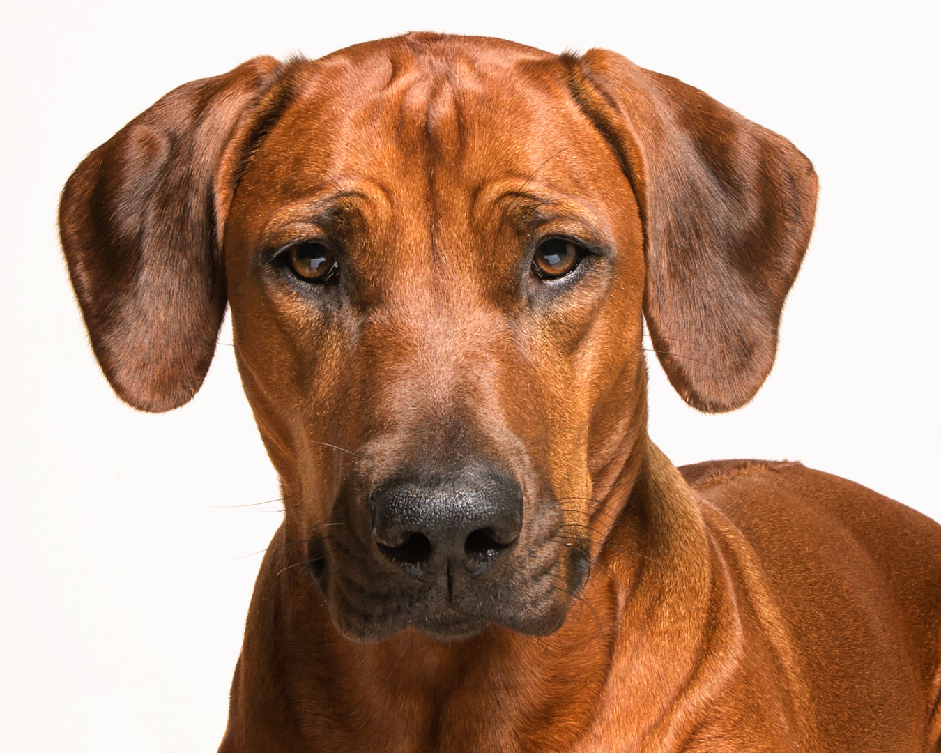 Rhodesian Ridgeback Portrait Foto & Bild | tiere, haustiere, hunde ...