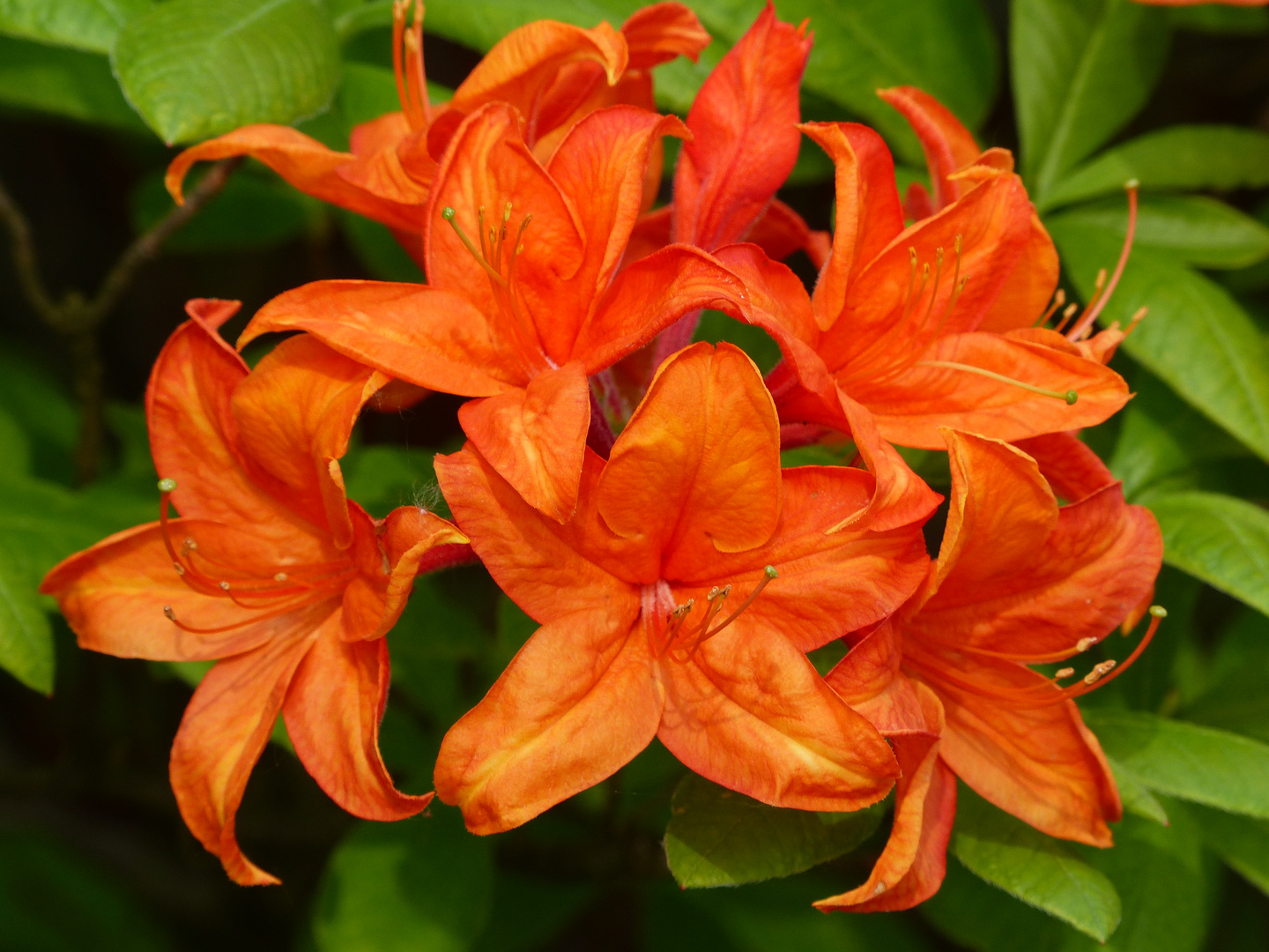 - Rhodo....- Foto & Bild | pflanzen, pilze & flechten, sträucher ...