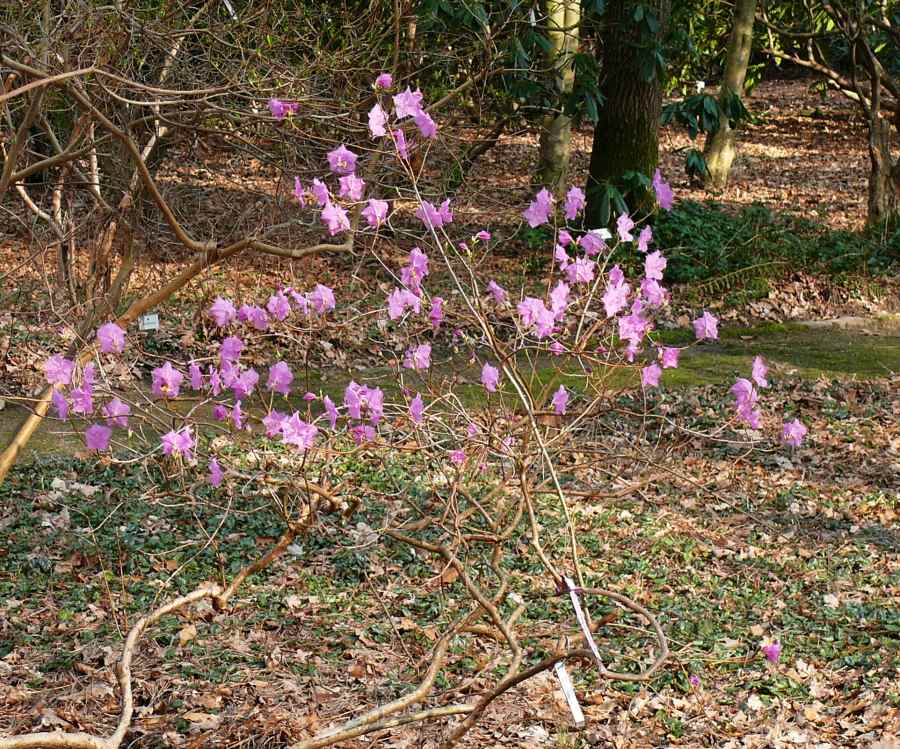 Rhododendron mucronulatum Foto & Bild | blüten Bilder auf fotocommunity