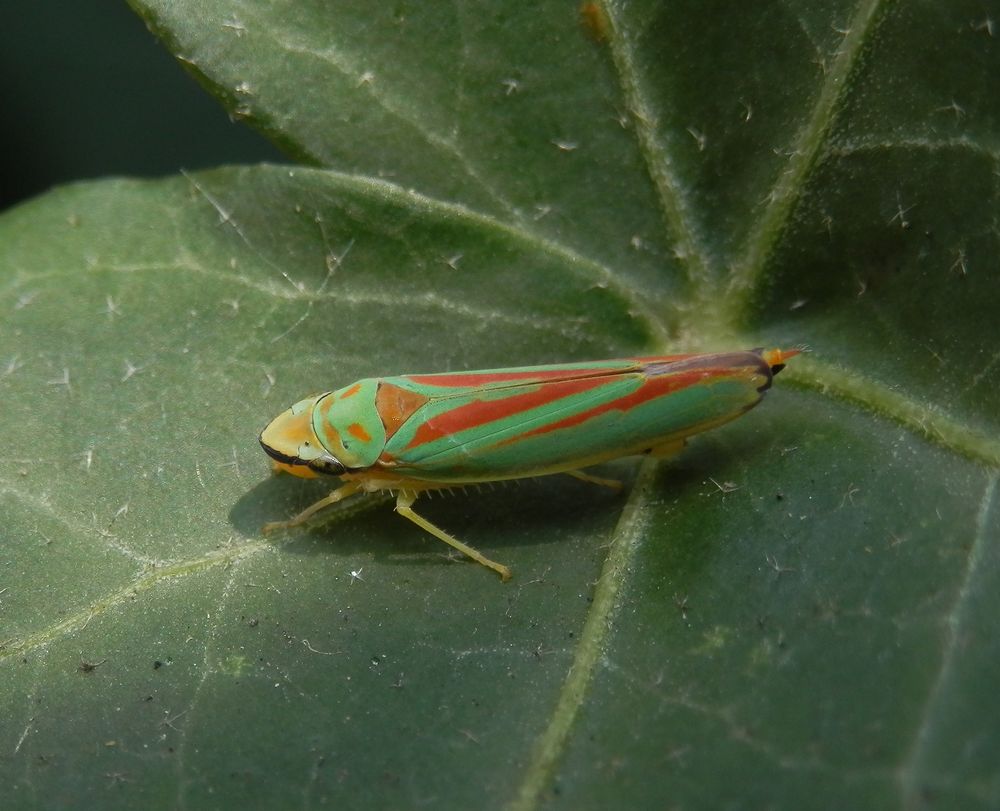 Rhododendronzikade (Graphocephala fennahi) auf Efeu Foto & Bild | tiere ...