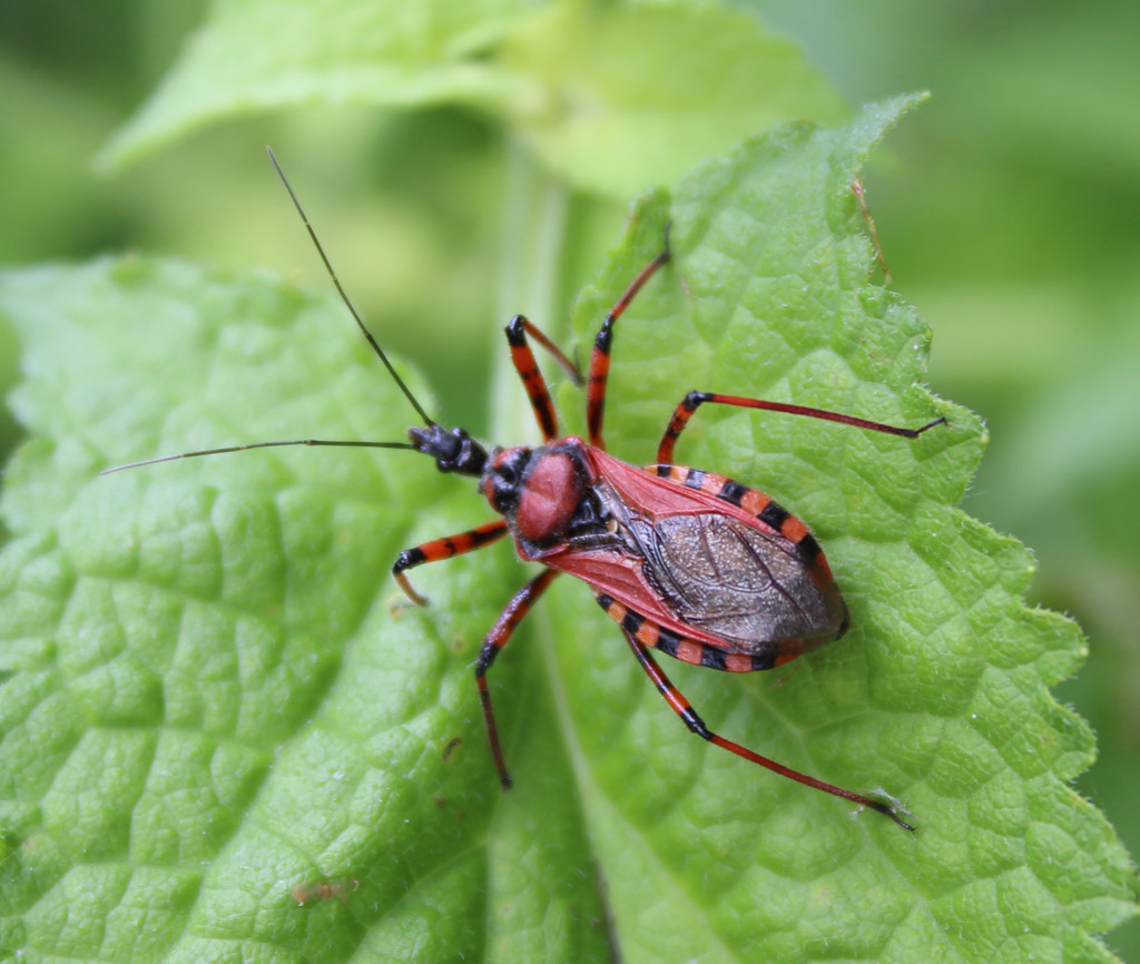Rhynocoris iracundus - Rote Raubwanze Foto & Bild | insekten, natur ...