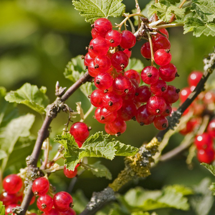 Ribisel (Johannisbeere) Foto & Bild | pflanzen, pilze & flechten ...